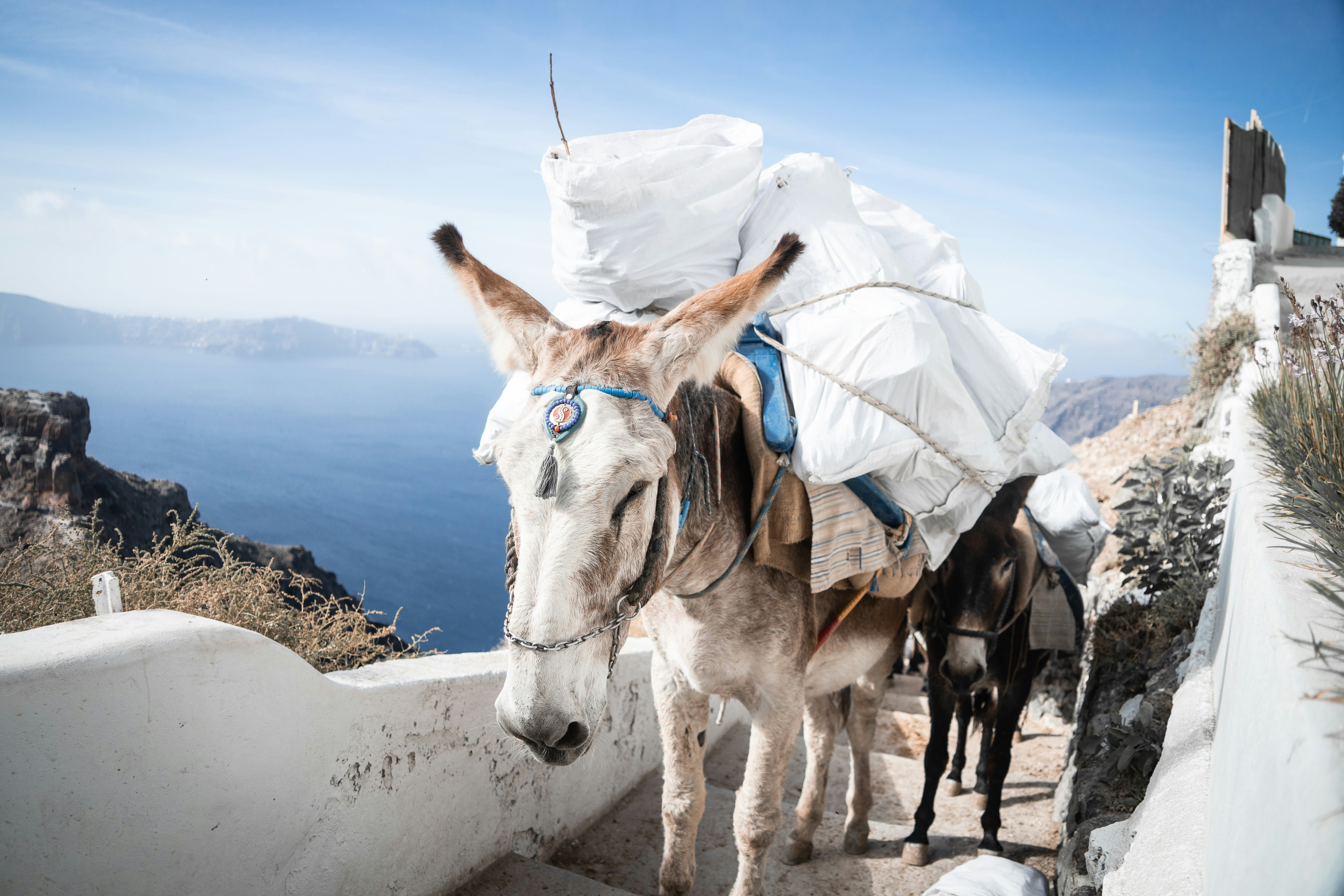 Donkey Tours in Santorini | Maryloujohn Villas | Santorini, Greece
